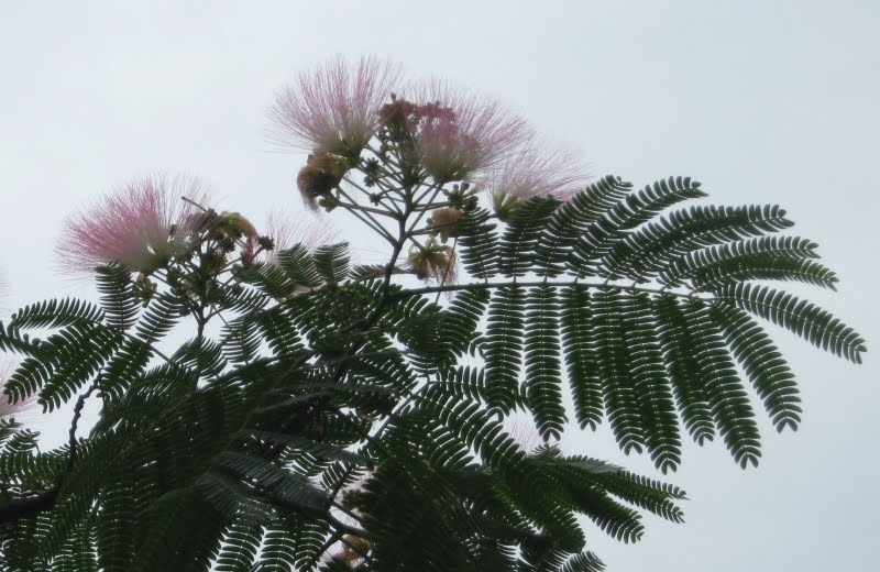 Future Plants by Randy Stewart: Albizia - Siris / Silk Trees