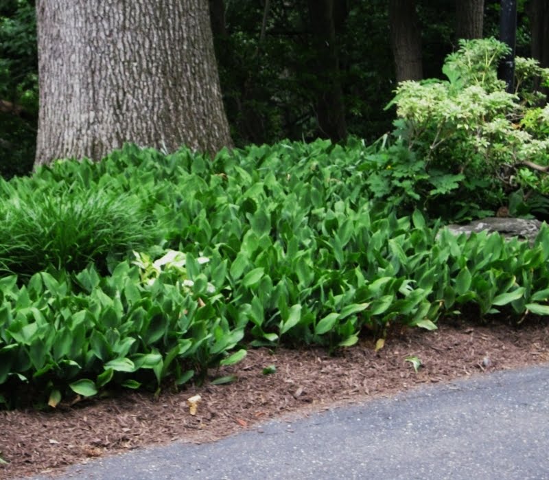 Lily Of The Valley Ground Cover