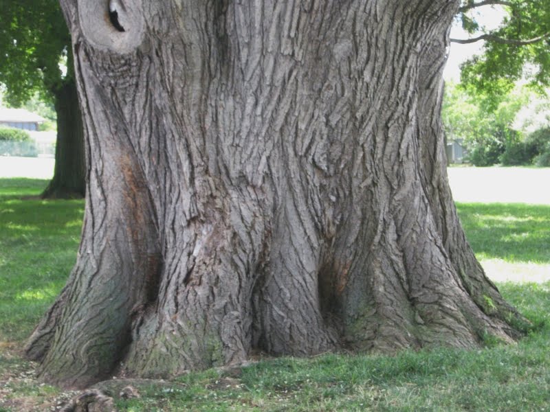 Future Plants by Randy Stewart: Sophora, Kowhai & Pagoda Tree