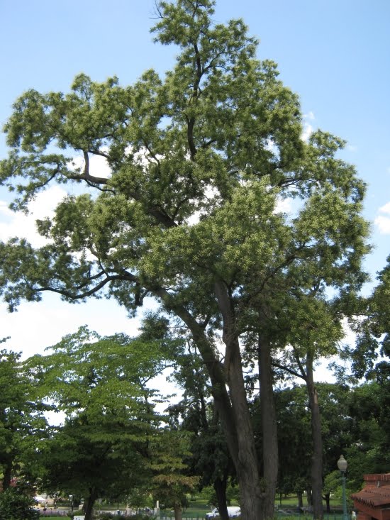 Future Plants by Randy Stewart: Sophora, Kowhai & Pagoda Tree