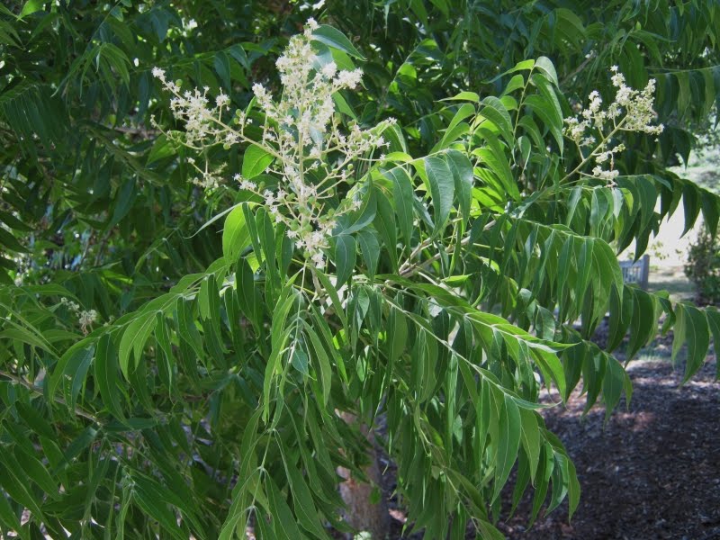 Future Plants by Randy Stewart: Sapindus - Soapberries