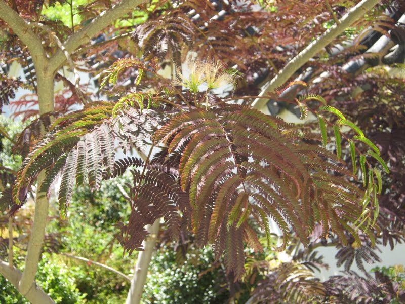 Future Plants by Randy Stewart: Albizia - Siris / Silk Trees