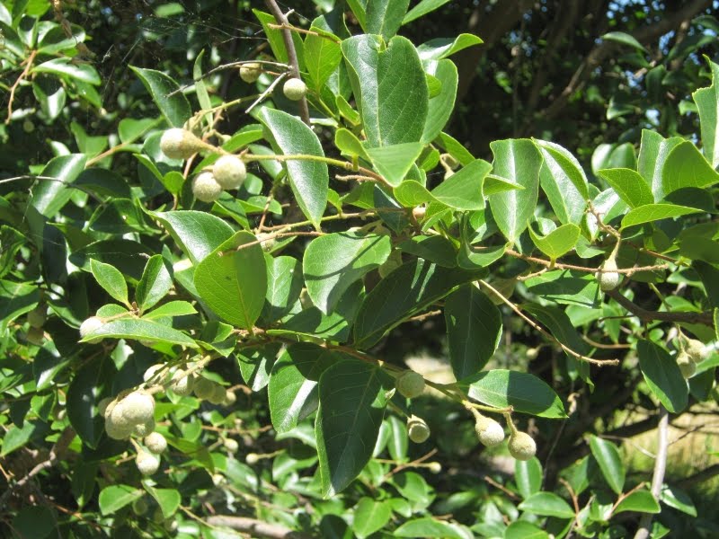 Future Plants by Randy Stewart: Snowbells