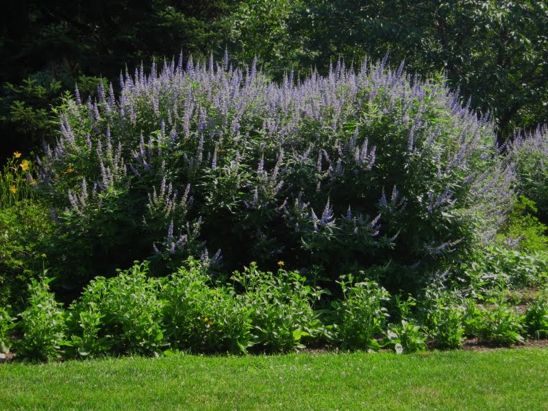 Future Plants by Randy Stewart: Vitex - the Chaste Tree family