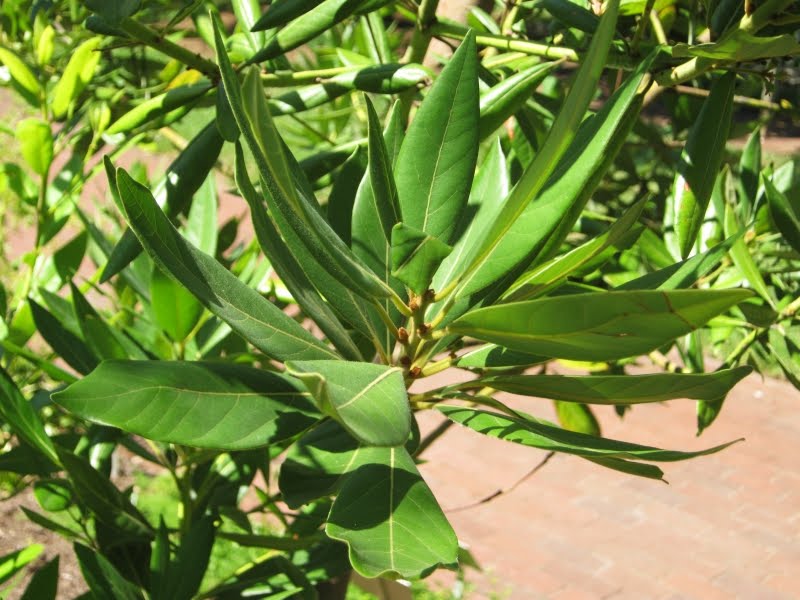 Future Plants by Randy Stewart: The Avocado Family