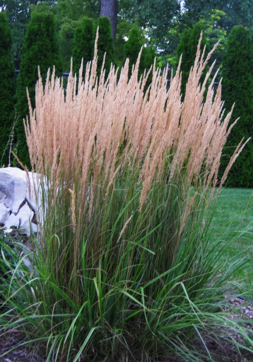 Future Plants by Randy Stewart: Feather Reed Grass