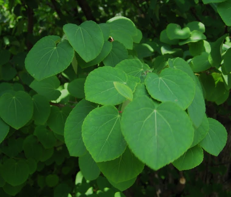 Future Plants by Randy Stewart: Katsura Tree