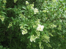 Cheyenne Privet Ligustrum Vulgare Free Télécharger | Unique PhotoPNG