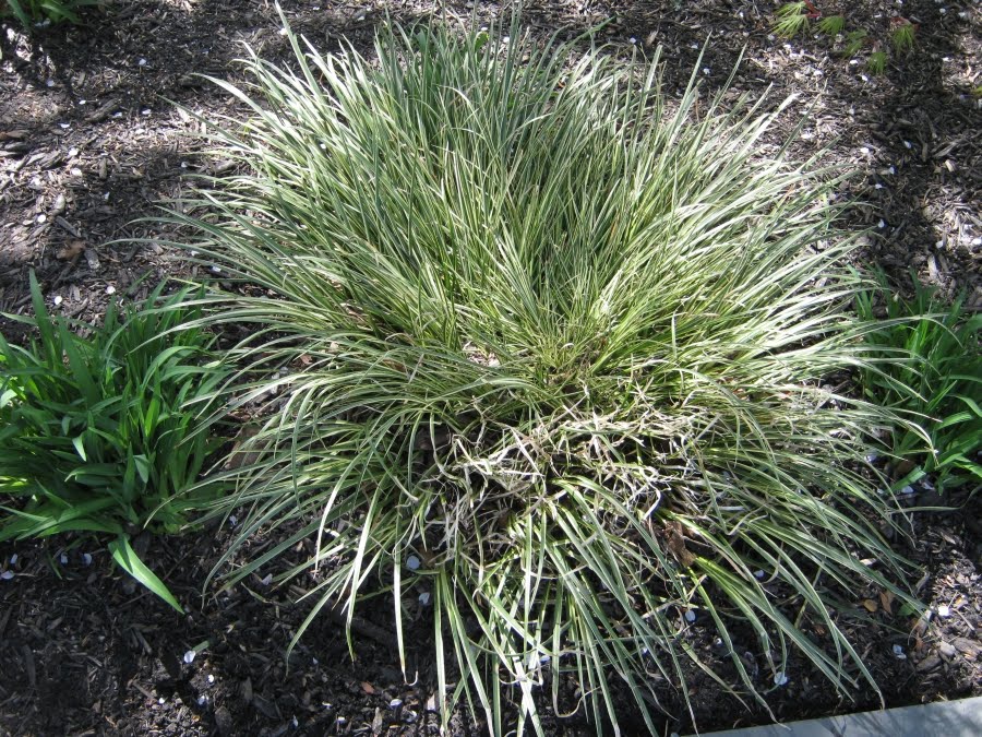 Future Plants by Randy Stewart: Acorus / Sweet Flag