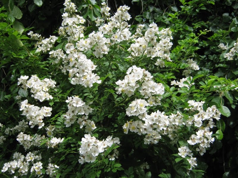 Future Plants by Randy Stewart: Rosa