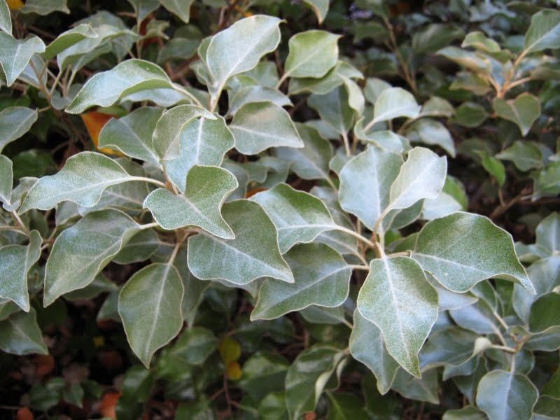 Future Plants by Randy Stewart: Elaeagnus