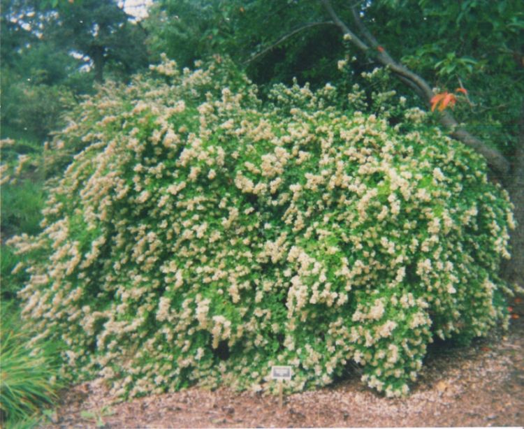 Future Plants by Randy Stewart: Stephanandra