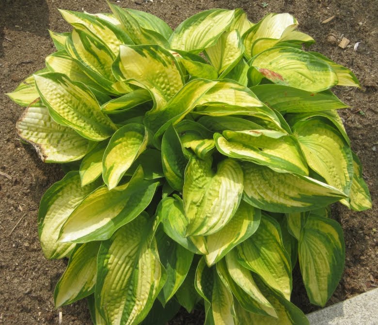 Future Plants by Randy Stewart: Hosta