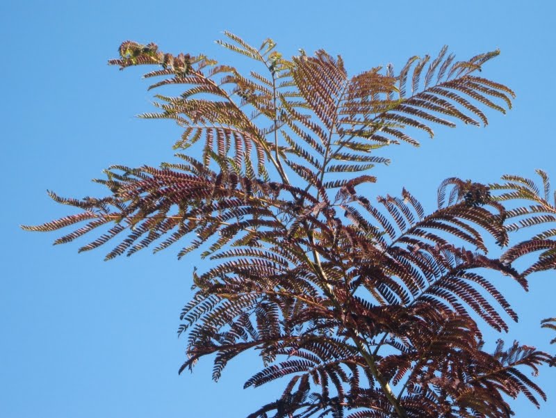 Future Plants by Randy Stewart: Albizia - Siris / Silk Trees