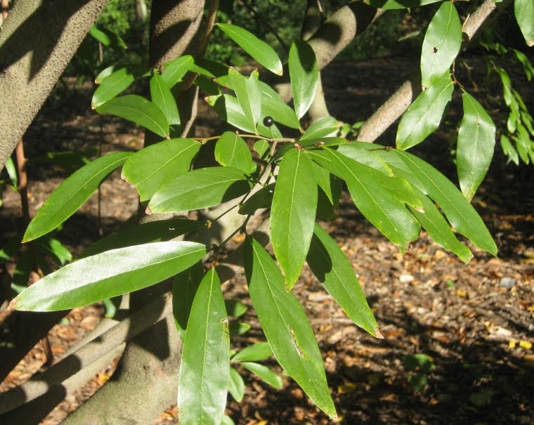Future Plants by Randy Stewart: Spicebushes - The Lindera's