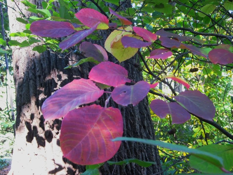 Future Plants by Randy Stewart: Tallow Tree