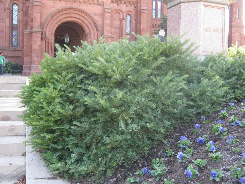 Future Plants by Randy Stewart: Cephalotaxus - Plum Yew