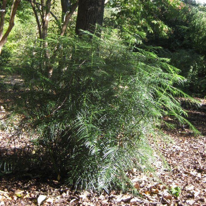 Future Plants by Randy Stewart: Cephalotaxus - Plum Yew