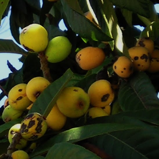 Future Plants by Randy Stewart: Loquat