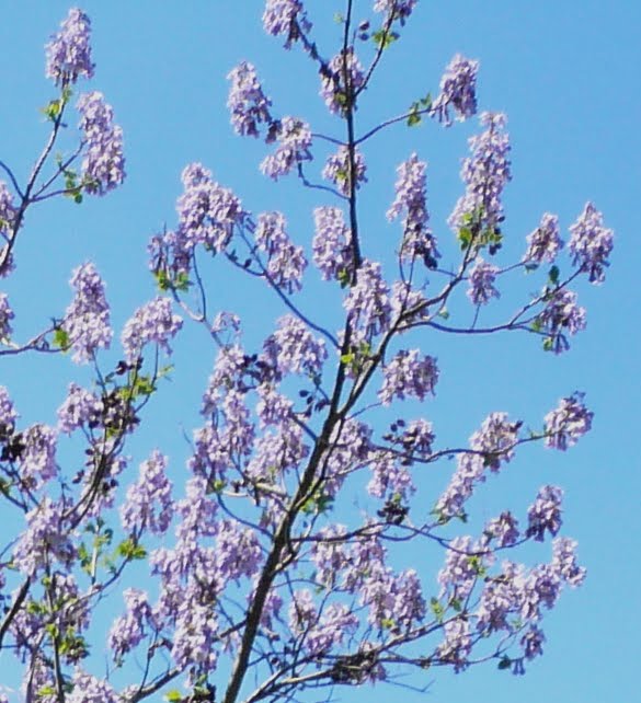 Future Plants by Randy Stewart: Paulownia