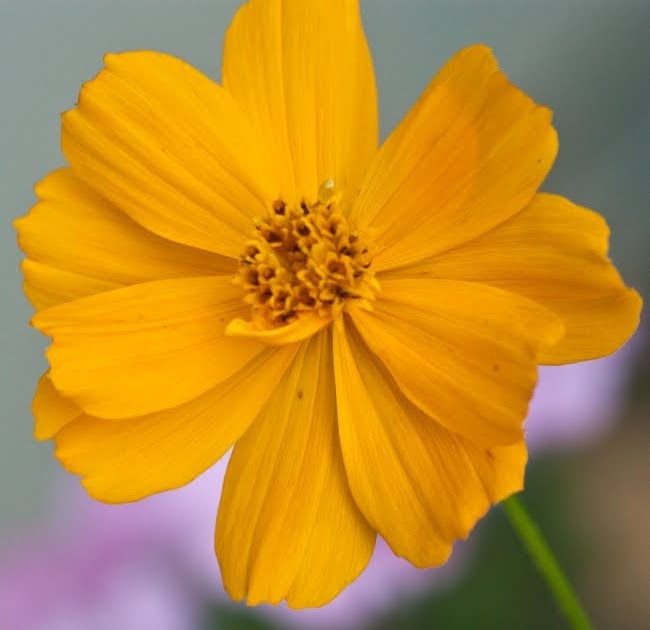 Coreopsis Sunset Strip