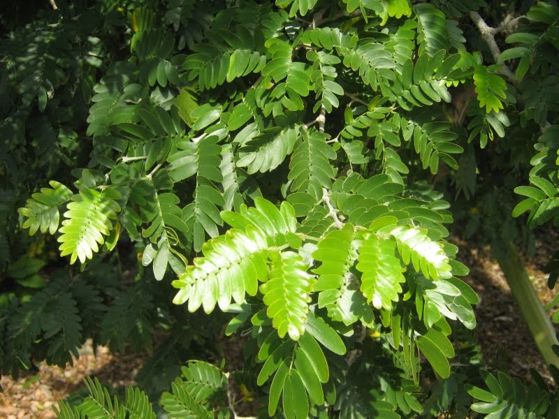 Future Plants by Randy Stewart: Tropical and Dry Climate Legume Trees