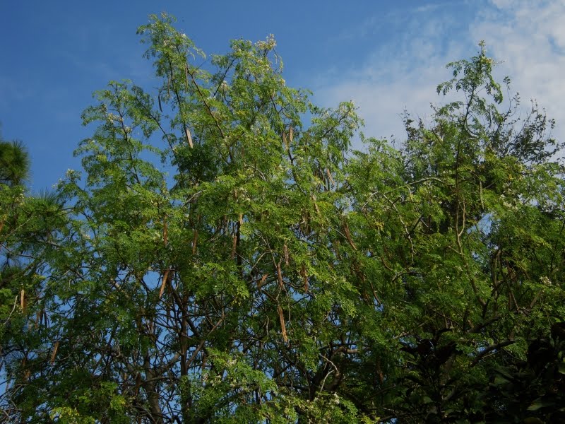 Future Plants by Randy Stewart: Tropical and Dry Climate Legume Trees