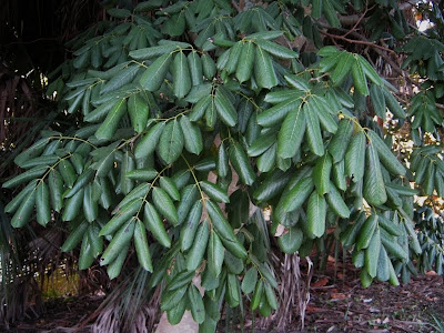 Future Plants by Randy Stewart: Tropical and Dry Climate Legume Trees