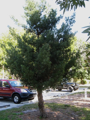 Future Plants by Randy Stewart: PODOCARPS