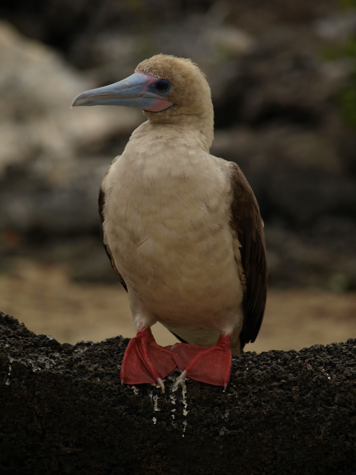 CLAUDI'S TRAVEL BLOG: GALAPAGOS ISLANDS 26. September - 03. October 2010