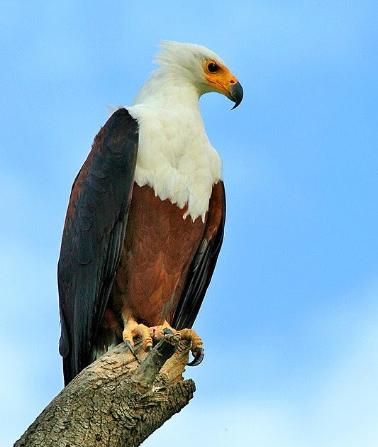 Compañeros de viaje: Pigargo vocinglero (Haliaeetus vocifer)