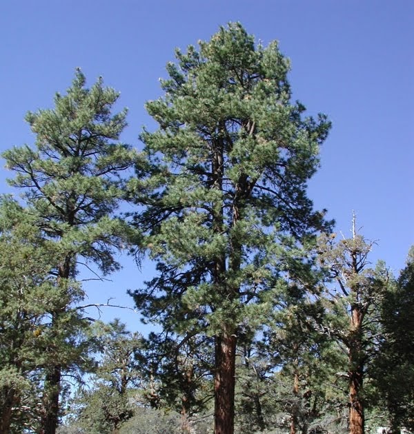 Compañeros de viaje: Pino real (Pinus ponderosa)