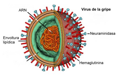 Los Virus: Composición de los virus