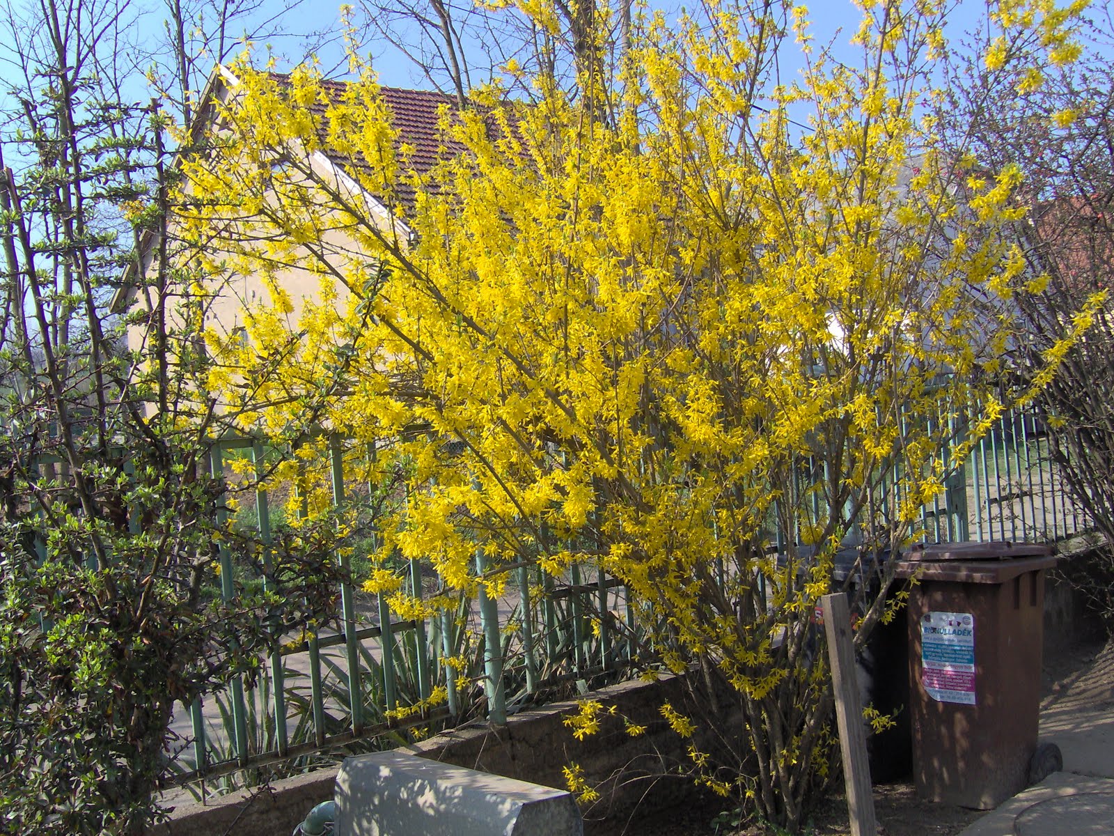 Kertmustra: Tavaszi virágok a kertben I.