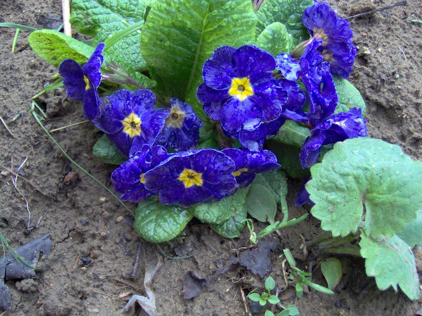 Kertmustra: Tavaszi virágok 2.