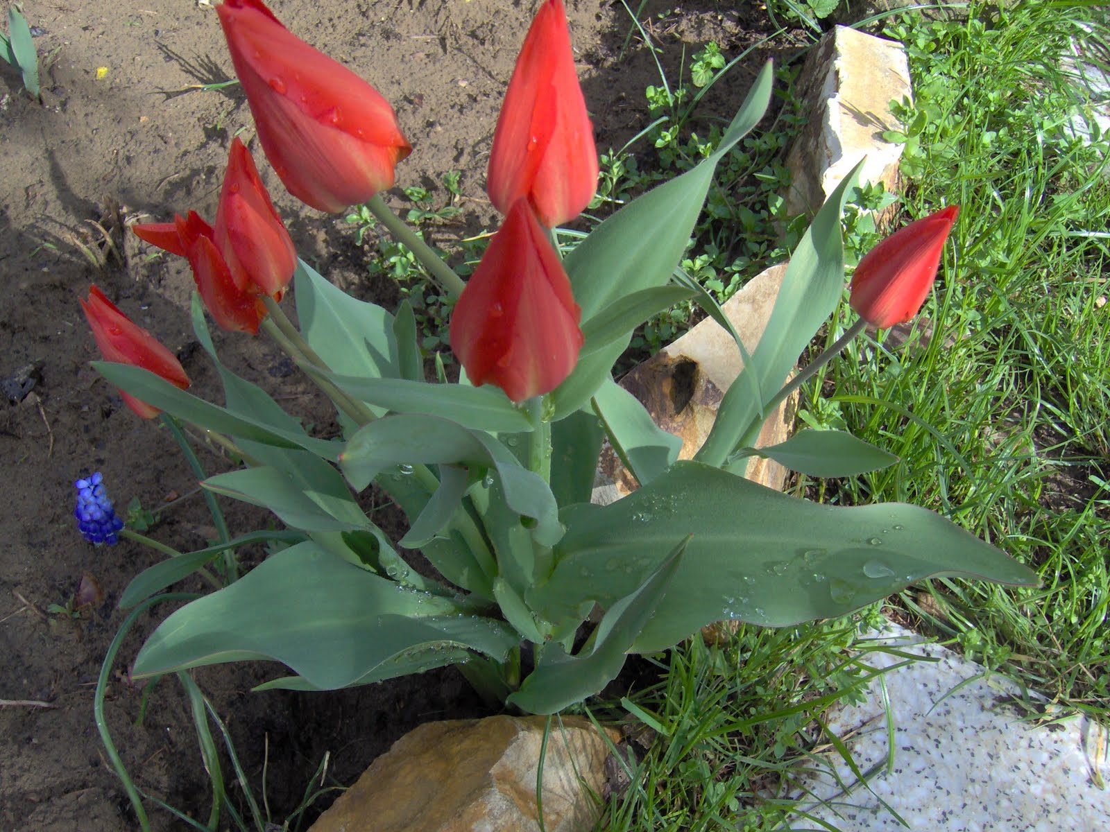 Kertmustra: Tavaszi virágok 2.