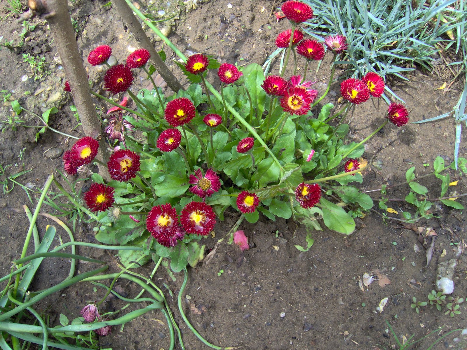 Kertmustra: Tavaszi virágok 2.