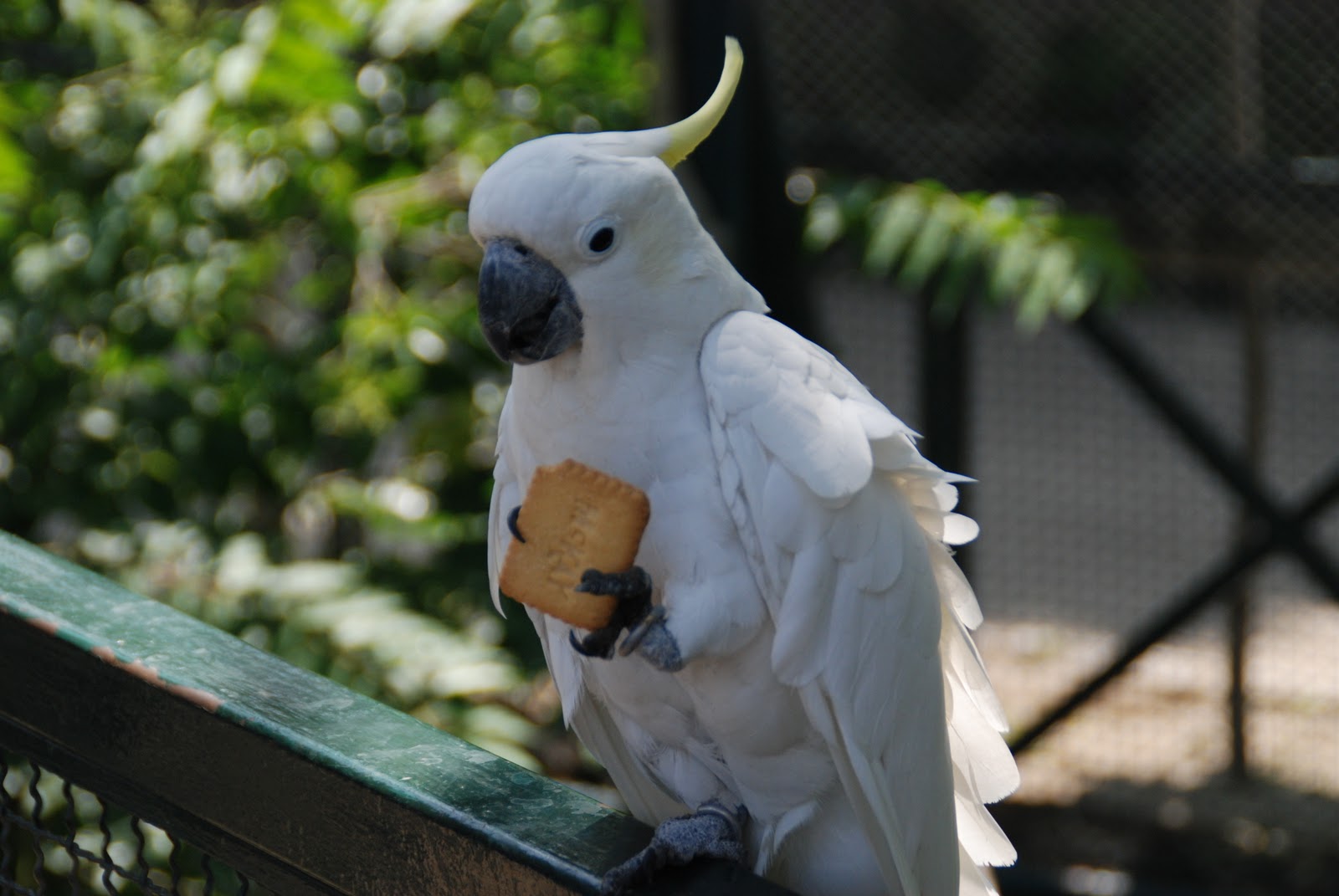 Life From Scratch: Santiago, Chile