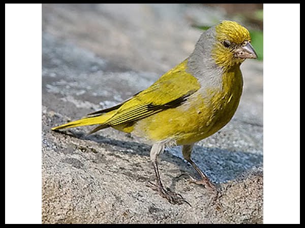 FINCHES AND SPARROW: Yellow Crowned Canary-Serinus Canicollis