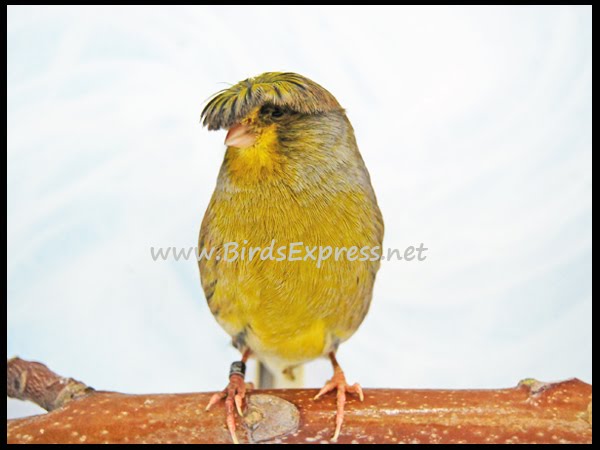 CANARY: GLOSTER FANCY CANARY