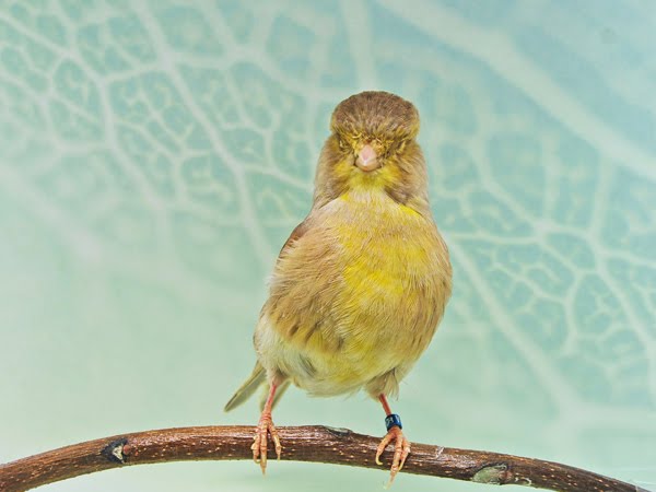 CANARY