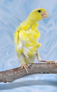 CANARY