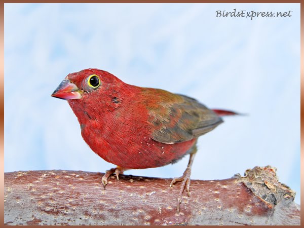 FINCHES AND SPARROW: Red Billed Firefinch - Lagonosticta senegala