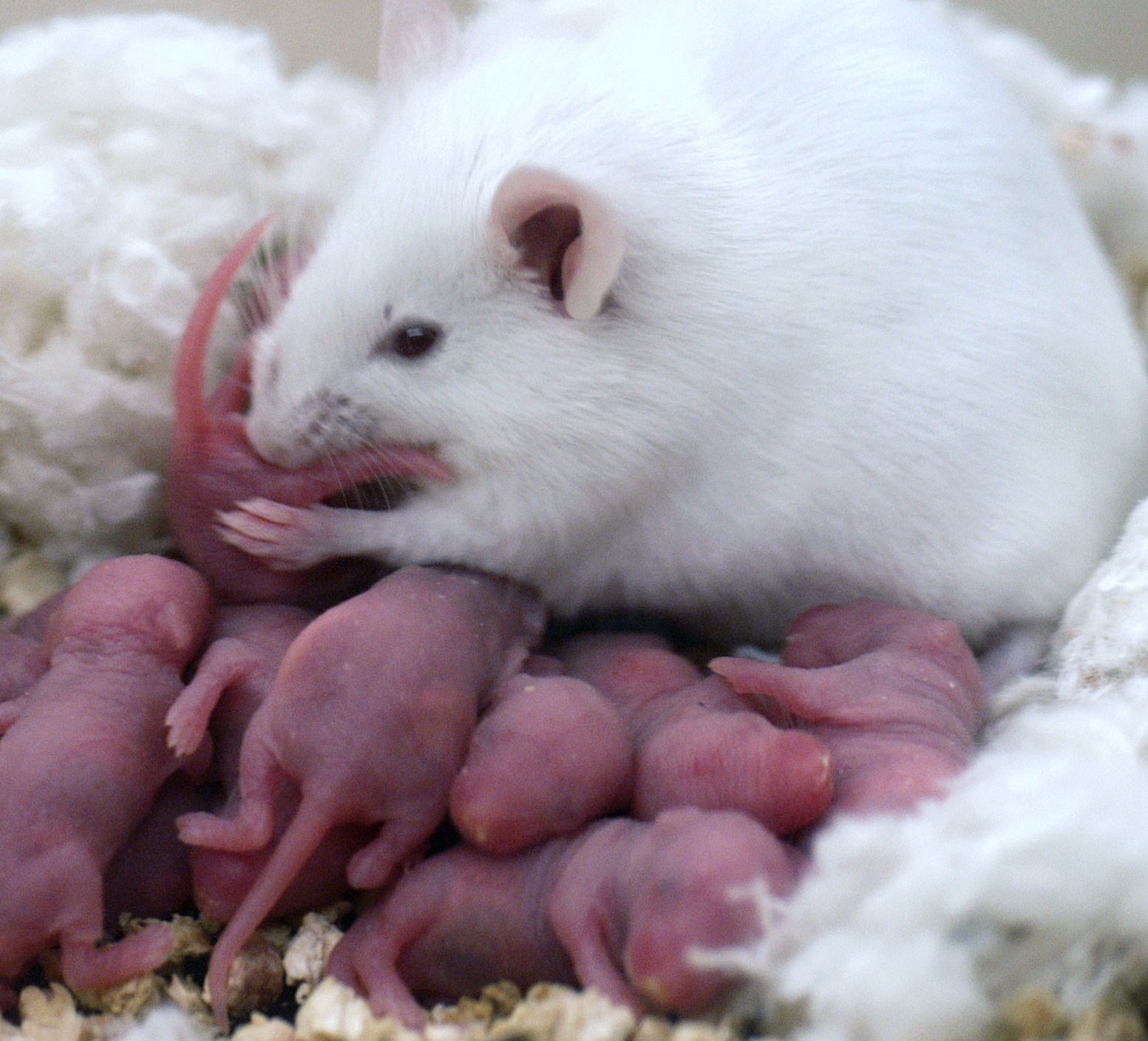 The Chronicle of Linnnn: Of Mice and Dad, The Tail of the Tale