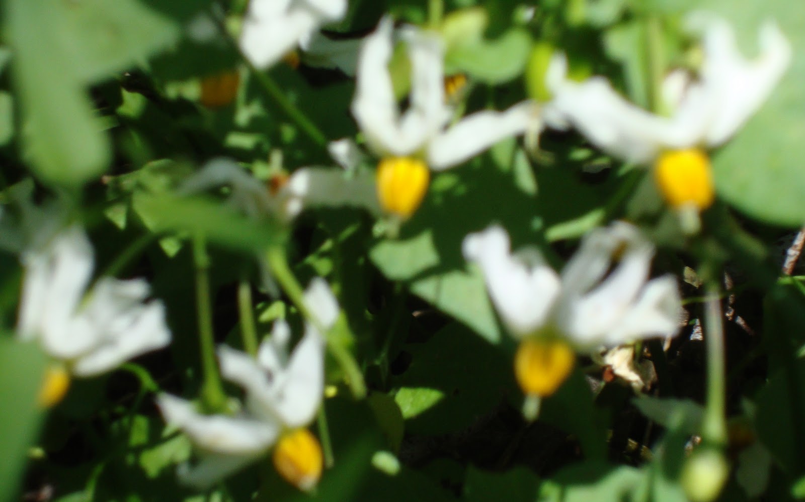 Where Plants Rule: Fall Wildflowers