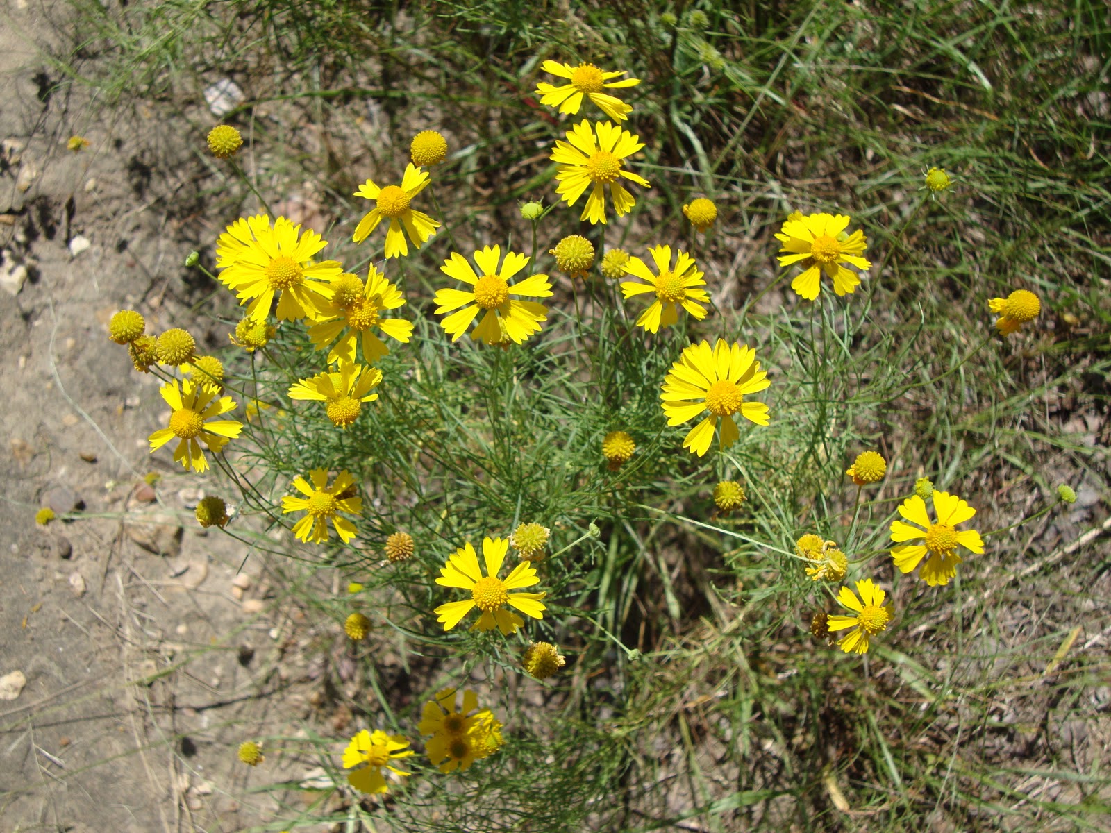 Where Plants Rule: Fall Wildflowers
