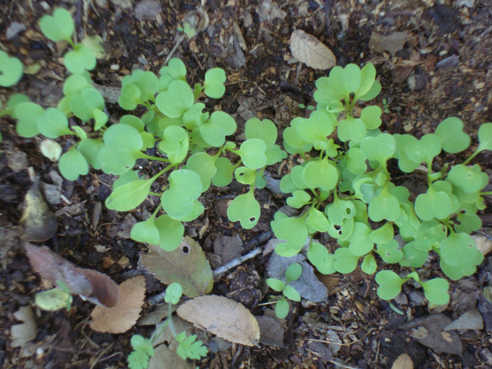 Thinning Lettuce Seedlings
