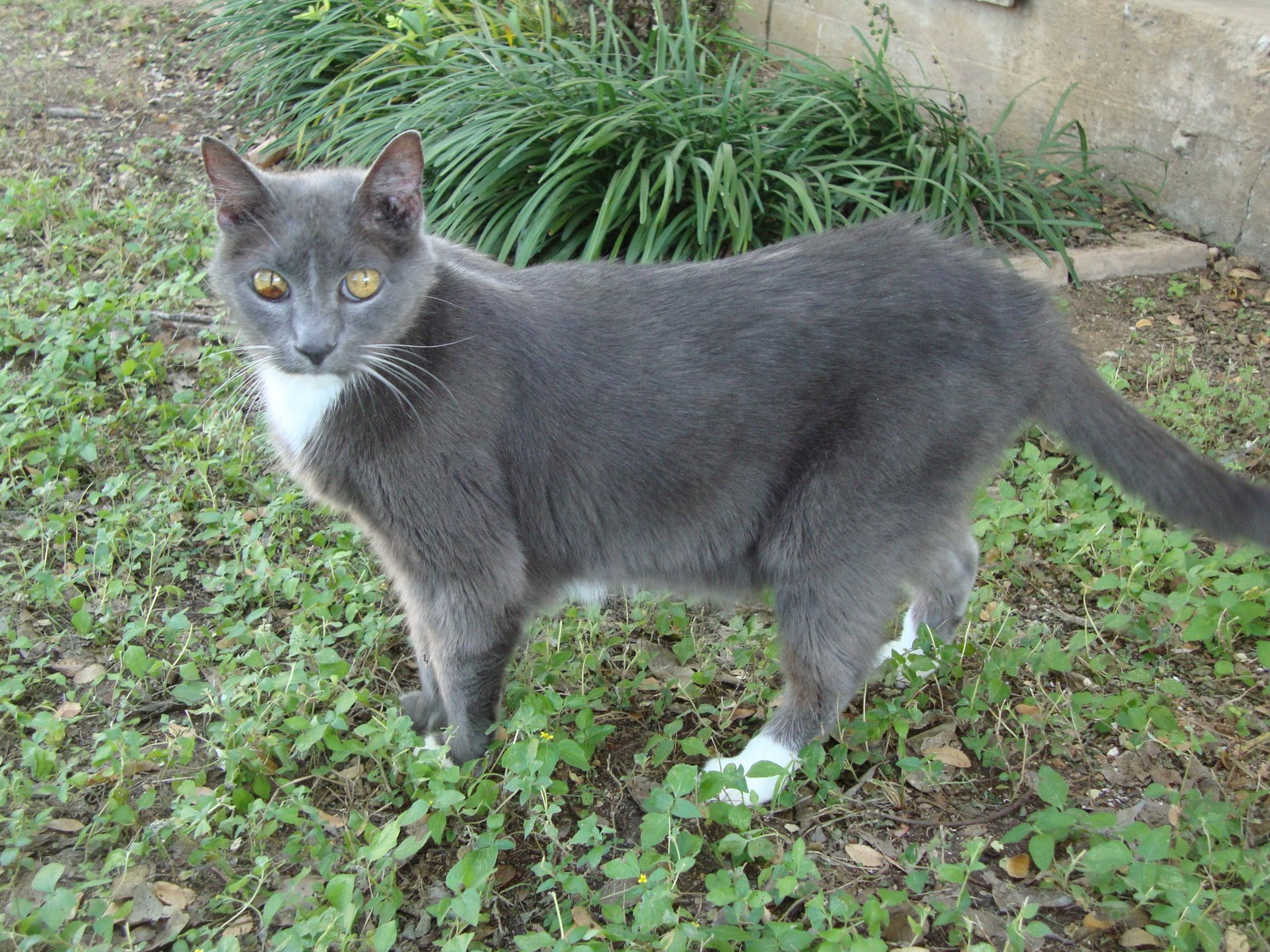 Where Plants Rule: Straggler Daisy