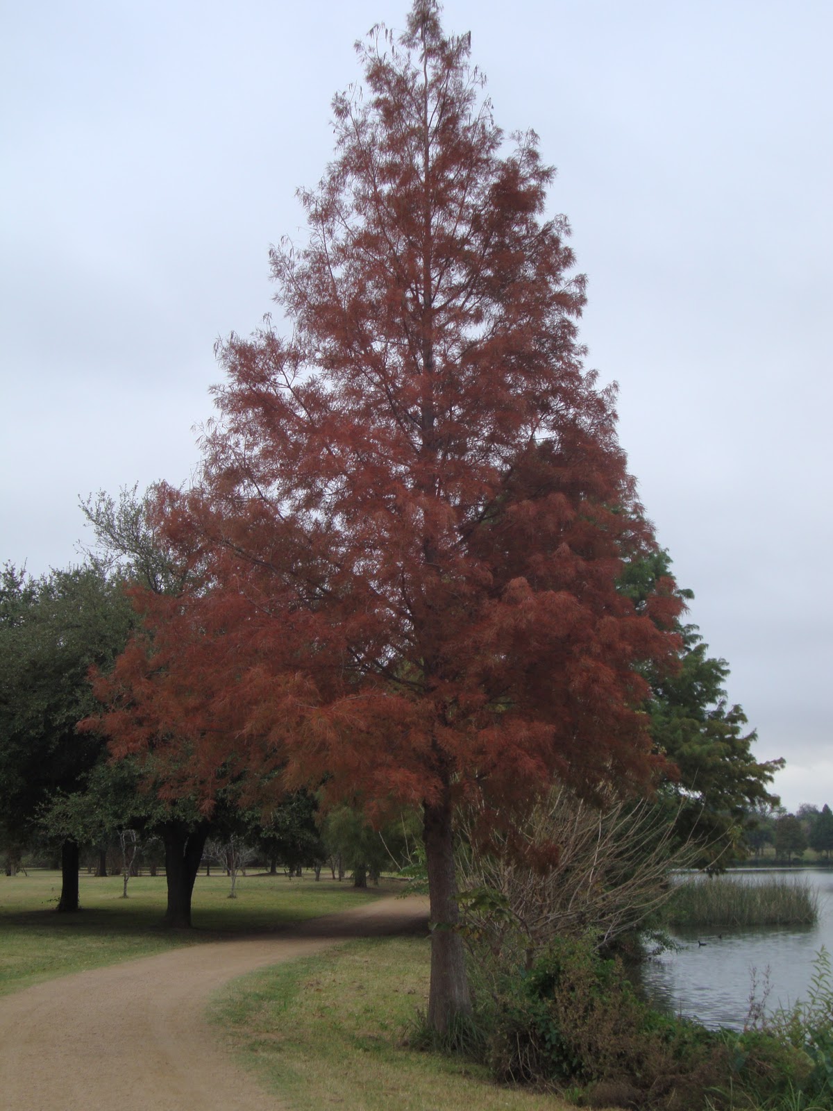 Where Plants Rule: Fall Color