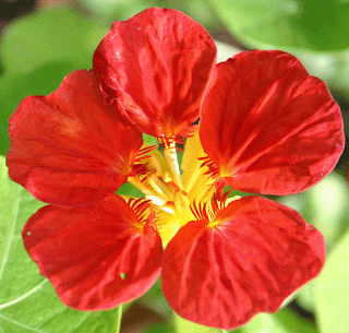 jardinage en Bretagne